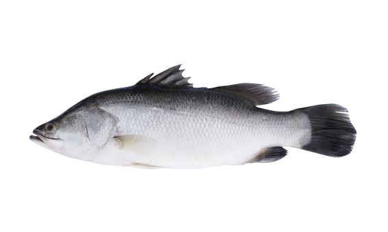 Australian Barramundi - KB Seafood Co