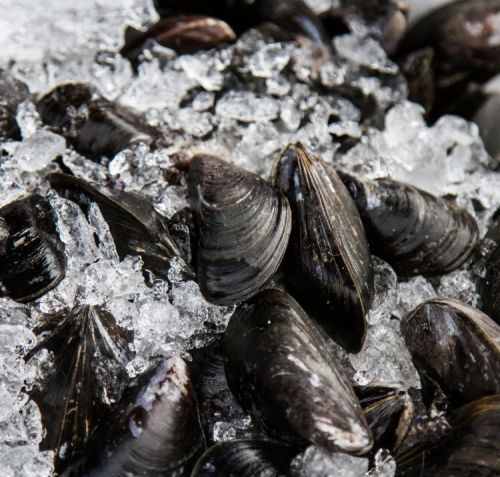 What to Look for when Purchasing Crustaceans and Molluscs - KB Seafood Co